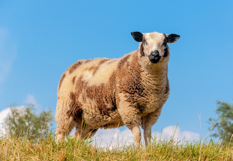 Male sheep on top of a stock image. Image of natural - 26289083