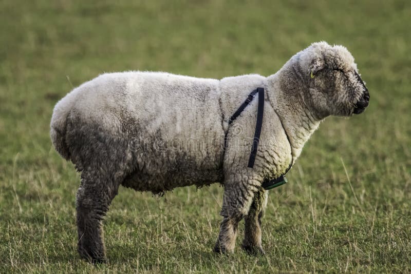 Male Sheep Wearing a Breeding Harness Stock Photo - Image of stud ...