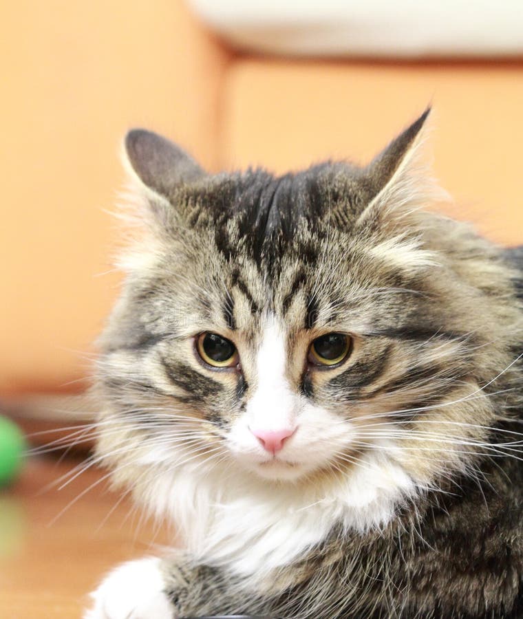 Male of siberian cat stock image. Image of ruff, tenderness - 36077411