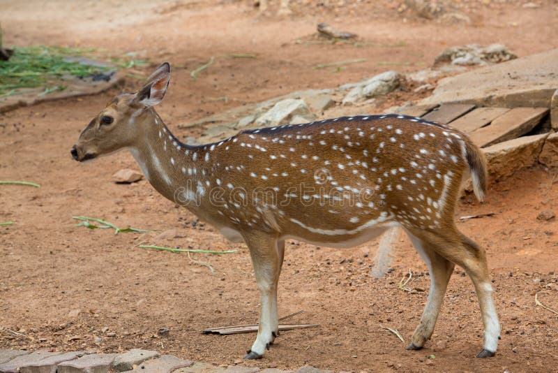Male sika deer stock image. Image of outdoor, cervus - 33402939