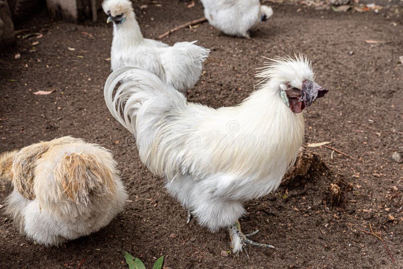 Male Silkie Chicken Looking for Food Stock Photo - Image of backyard ...