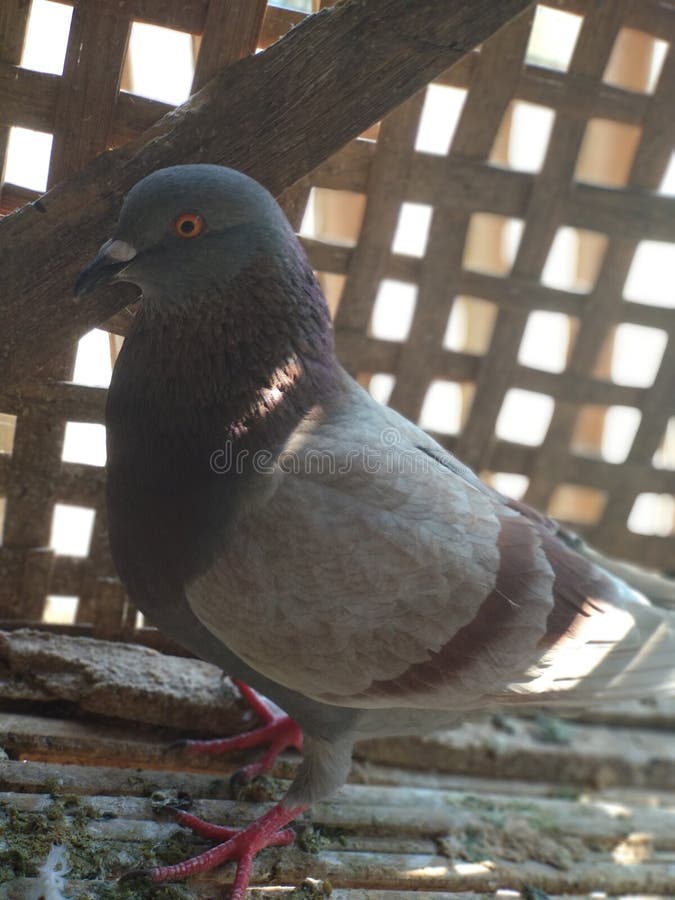 Male Silver Pigeons or Dove Stock Photo - Image of silver, bird: 161427656