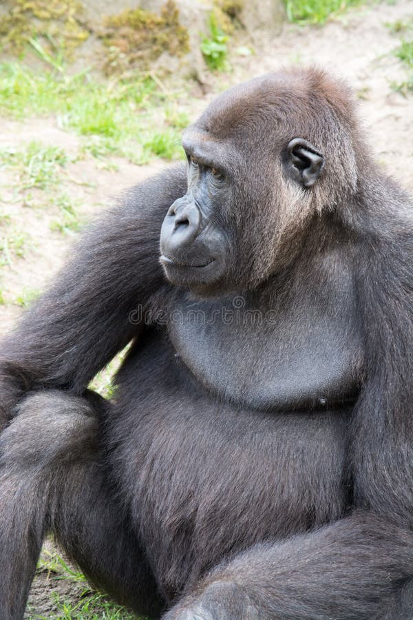 Male Silverback Gorilla, Single Mammal on Grass Stock Photo - Image of ...