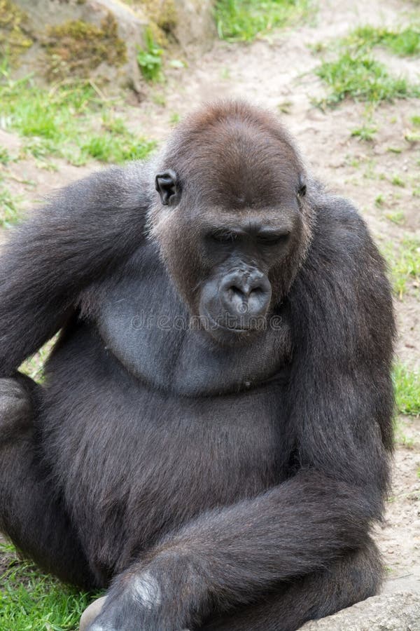 Male Silverback Gorilla, Single Mammal on Grass Stock Image - Image of ...