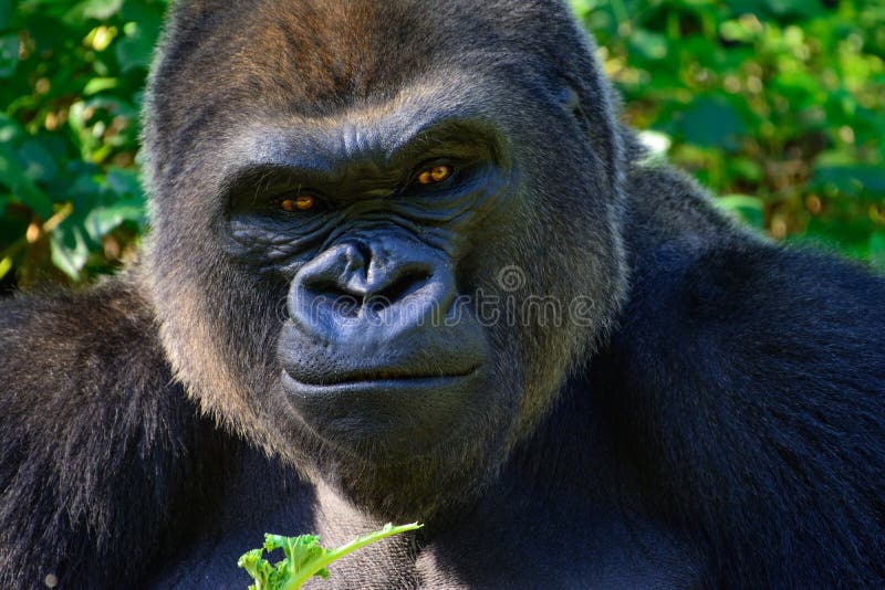 Male Silverback Gorilla stock photo. Image of male, gorilla - 10862608
