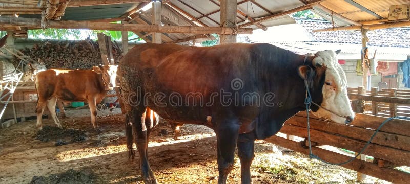 Male Simental Cow, Standing Proudly in the Pen Stock Photo - Image of ...