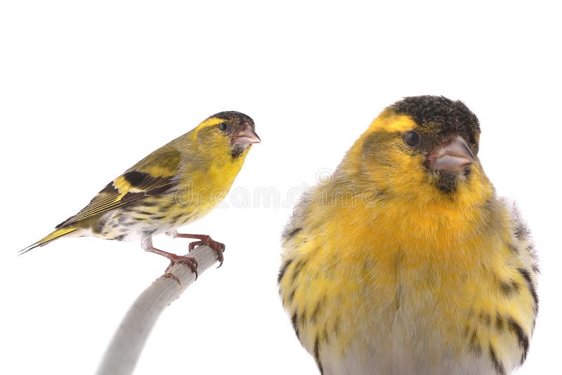 Male Siskin Isolated on a White Stock Image - Image of male, garden ...