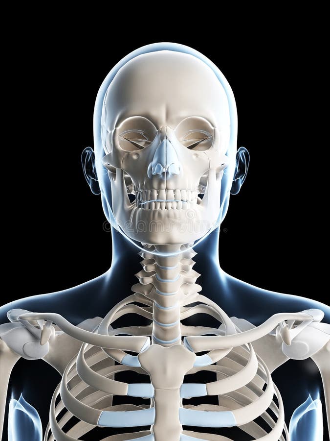Male skeleton stock illustration. Illustration of science - 28961056