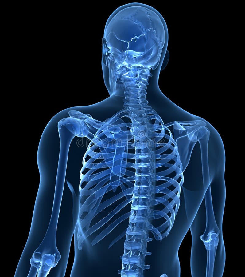 Male Skeleton with Semi-transparent Muscles Stock Illustration ...