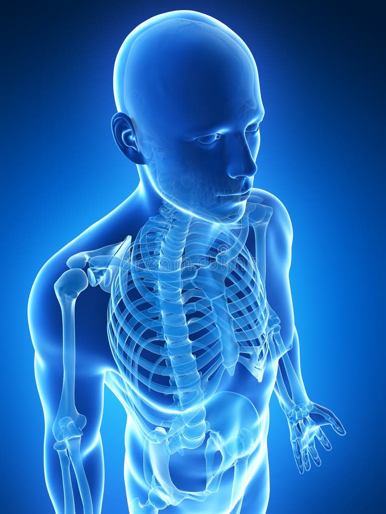 Male Anatomy Stock Illustrations – 47,559 Male Anatomy Stock ...