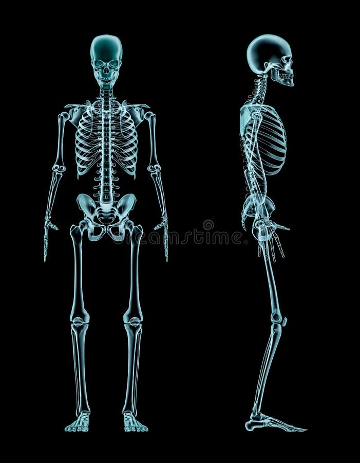 Male Skeleton With Semi-transparent Muscles Stock Illustration ...