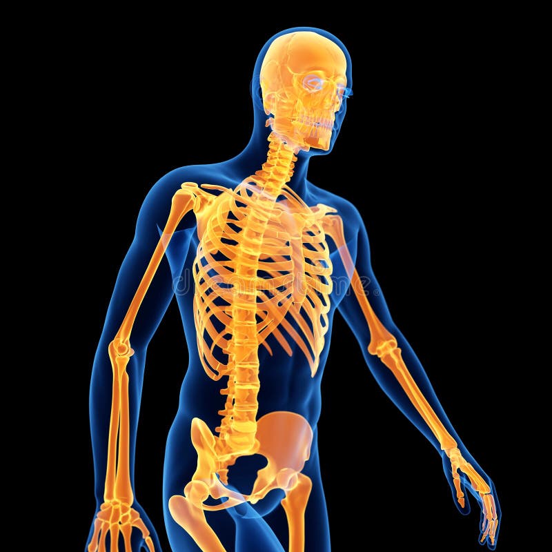 The male skeleton stock illustration. Illustration of bone - 45275446