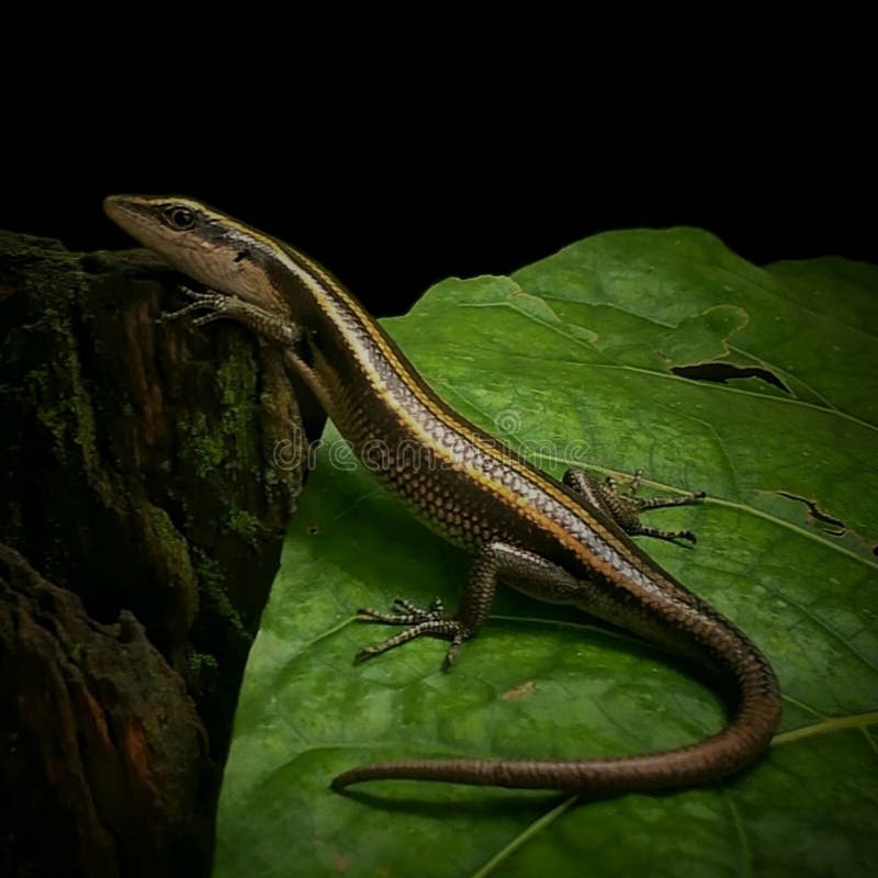 Male Skink of Emoia Caeruleocauda Stock Photo - Image of ...