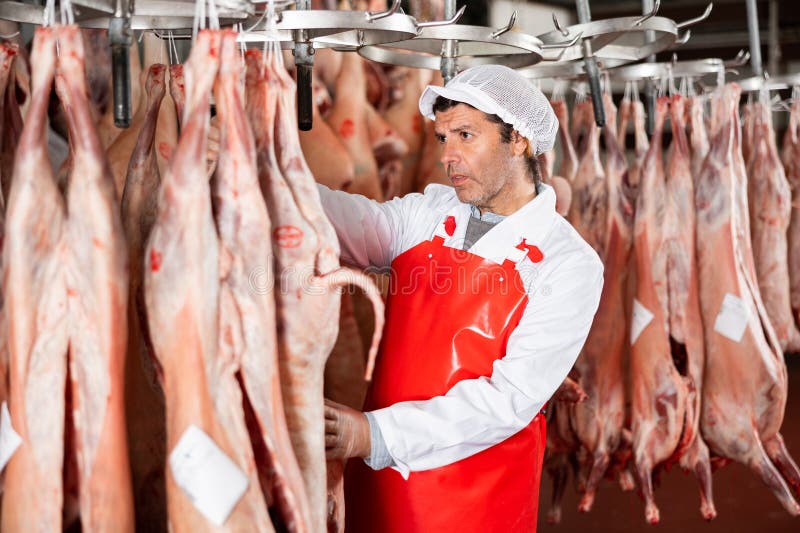 Male Slaughterhouse Worker Inspecting Mutton Carcass in Meat Storage ...