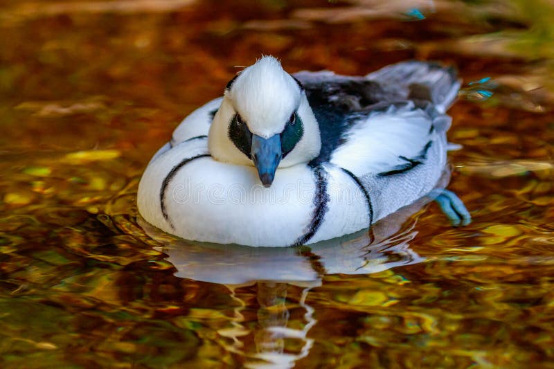 Male Smew in Flight Over Light Sky in Breeding Season Stock Photo ...