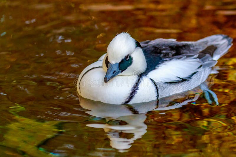 Male Smew Duck stock image. Image of animals, nature - 65352329