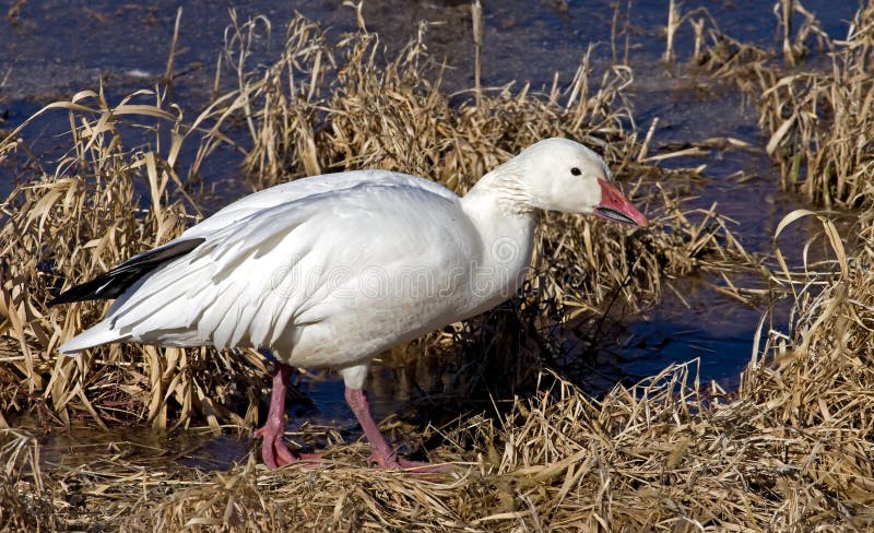 Male Snow Goose stock photo. Image of pond, migration - 29037366