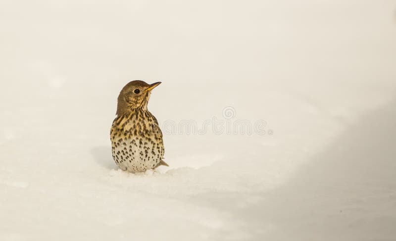 Song Thrush Stuck in the Snow Stock Photo - Image of habitat, creatures ...