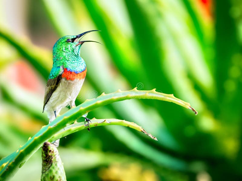 Male Southern Double-Collared Sunbird Singing Stock Image - Image of ...