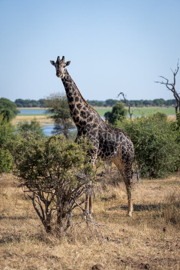 Male Southern Giraffe Stands Staring in Bushes Stock Photo - Image of ...
