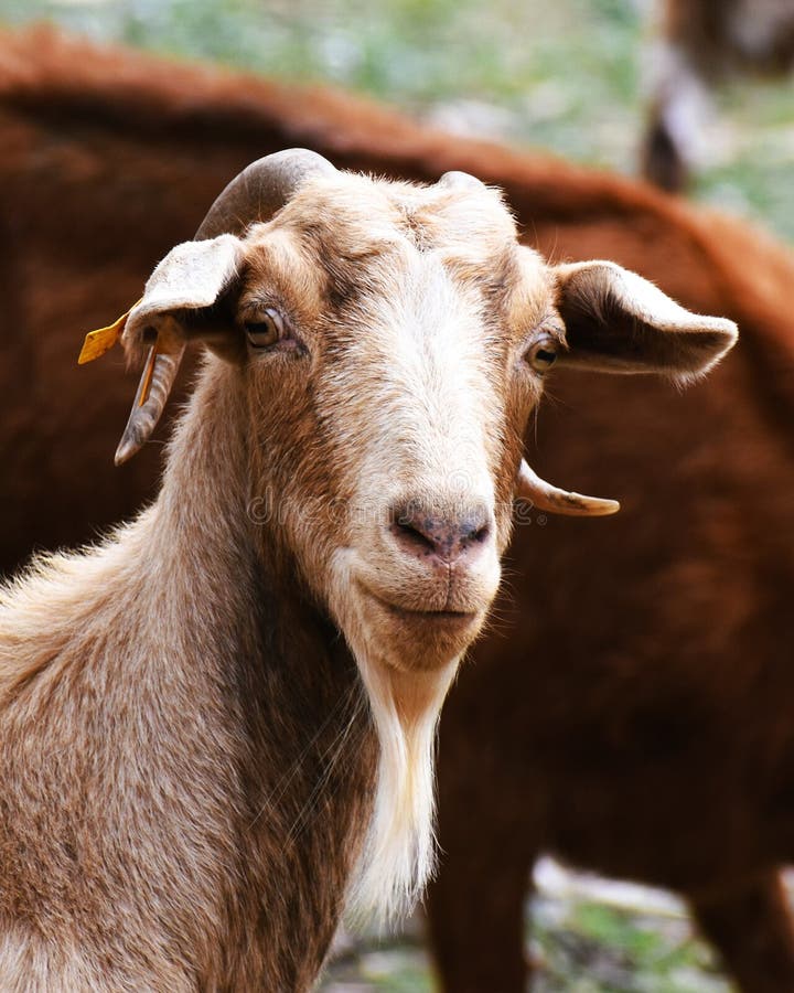 Male Spanish Goat or Domestic Goat Stock Image - Image of male, animal ...