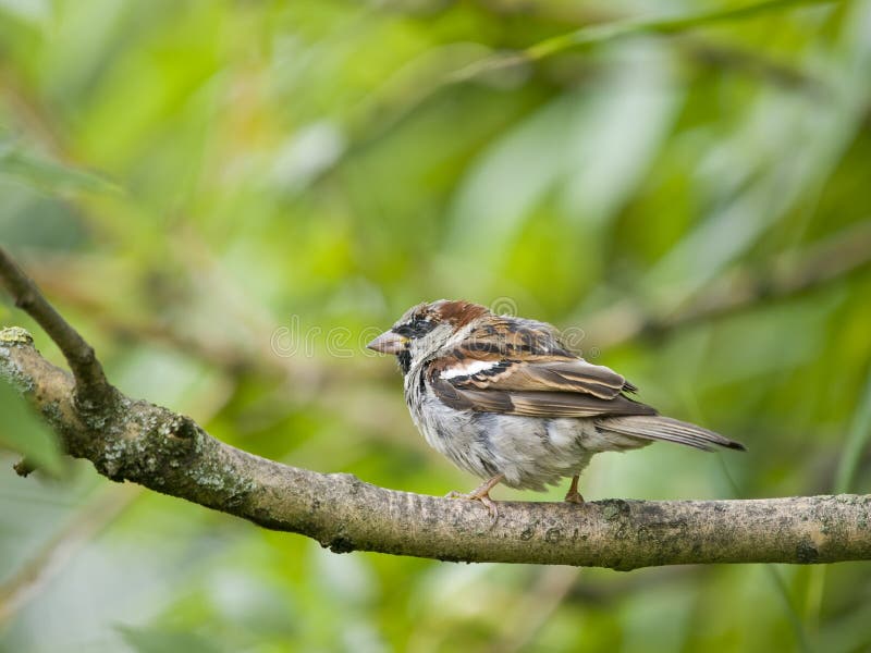 Male Sparrow Passer Domesticus Sitting on a Chain-link Wire Fence Stock ...