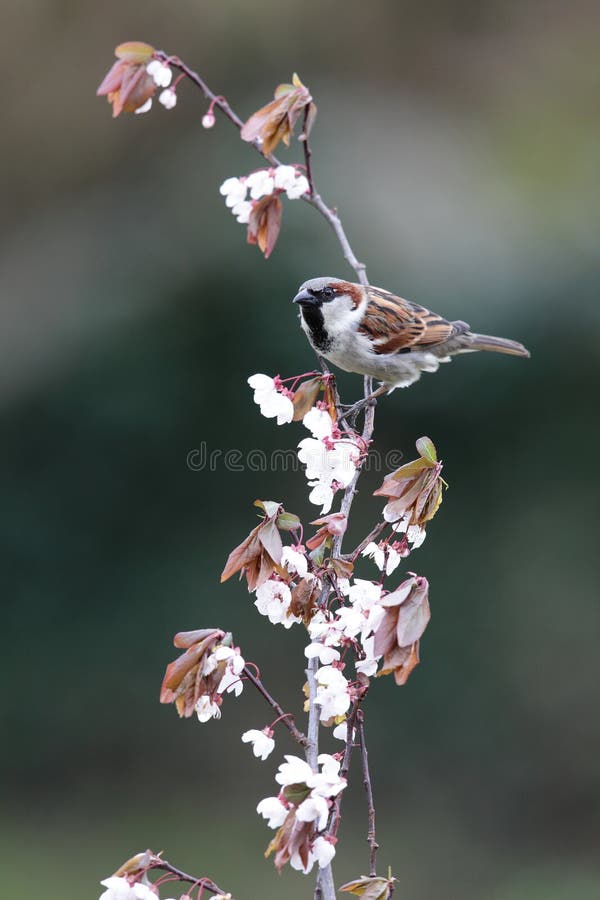 Male Sparrow Passer Domesticus Sitting on a Chain-link Wire Fence Stock ...
