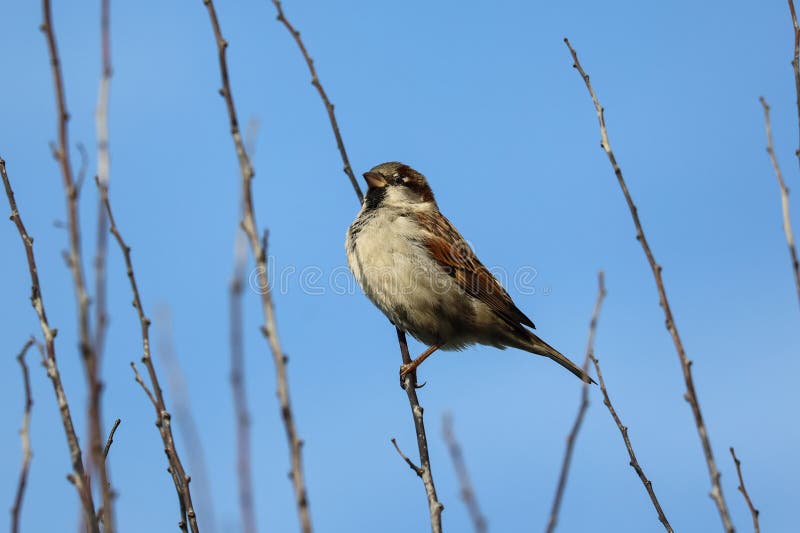 Two Sparrow Birds Standing on the Wire Stock Photo - Image of doves ...