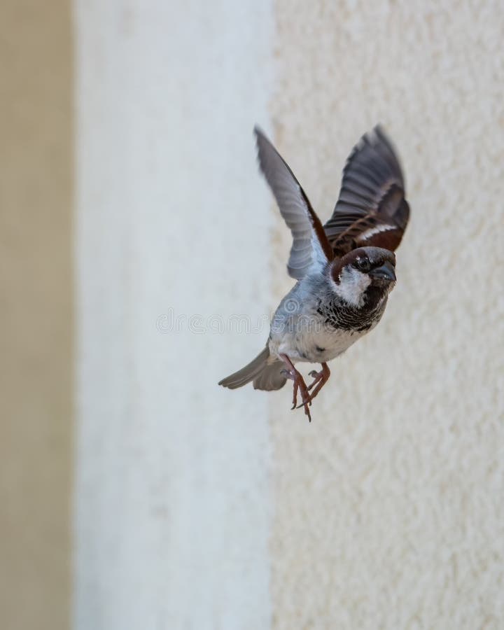 Male Sparrow Frozen in Mid Flight. Vertical View Stock Photo - Image of ...