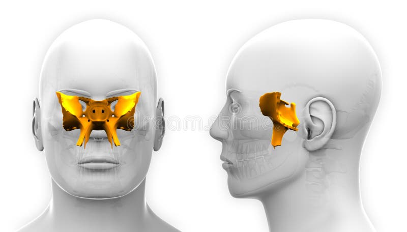 Male Sphenoid Skull Anatomy - Isolated on White Stock Illustration ...