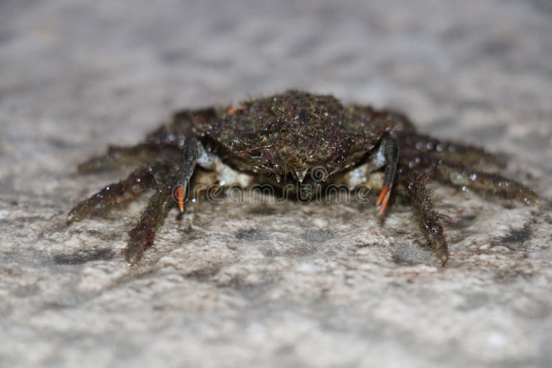 Male spider crab stock image. Image of arthropod, crab - 80953165