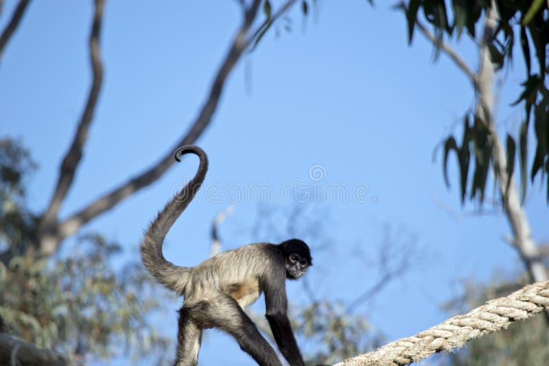 The Male Spider Monkey is Climbing on a Rope Stock Image - Image of ...