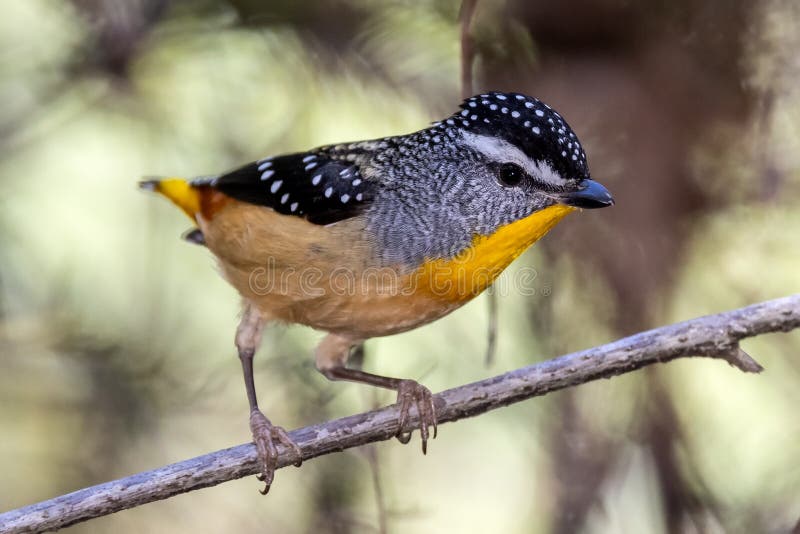 Male Spotted Pardalote Bird Stock Photos - Free & Royalty-Free Stock ...