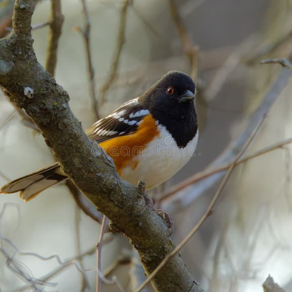 Male Spotted Towhee on a Branch Stock Image - Image of spotted ...