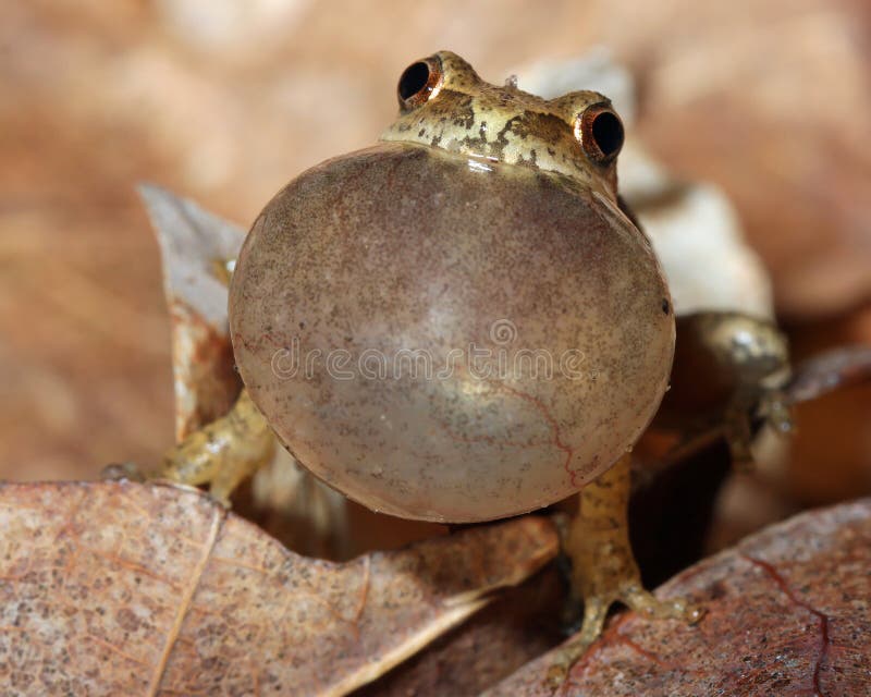 Male Spring Peeper Calling stock photo. Image of spring - 24387602