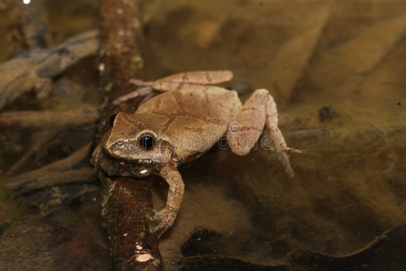Spring Peeper (Pseudacris Crucifer) Frog Stock Photo - Image of ...