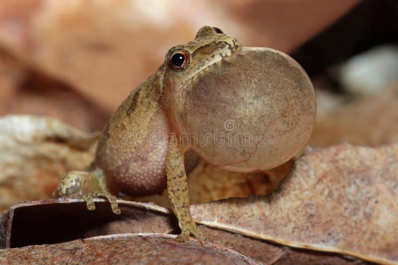 Male Spring Peeper Singing in Spring Stock Photo - Image of ...