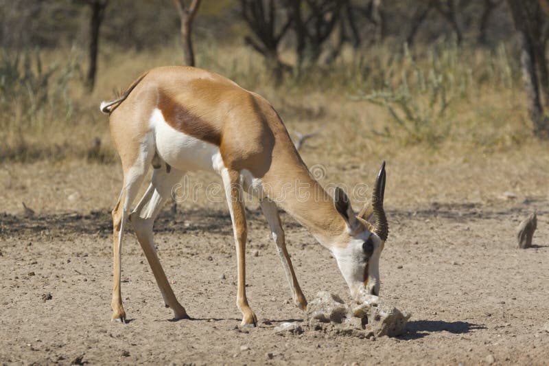 Male Springbok stock image. Image of antelope, gazelle - 10573987
