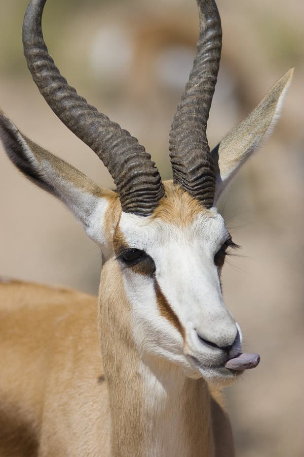 Springbok stock image. Image of bock, kalahari, africa - 5432407