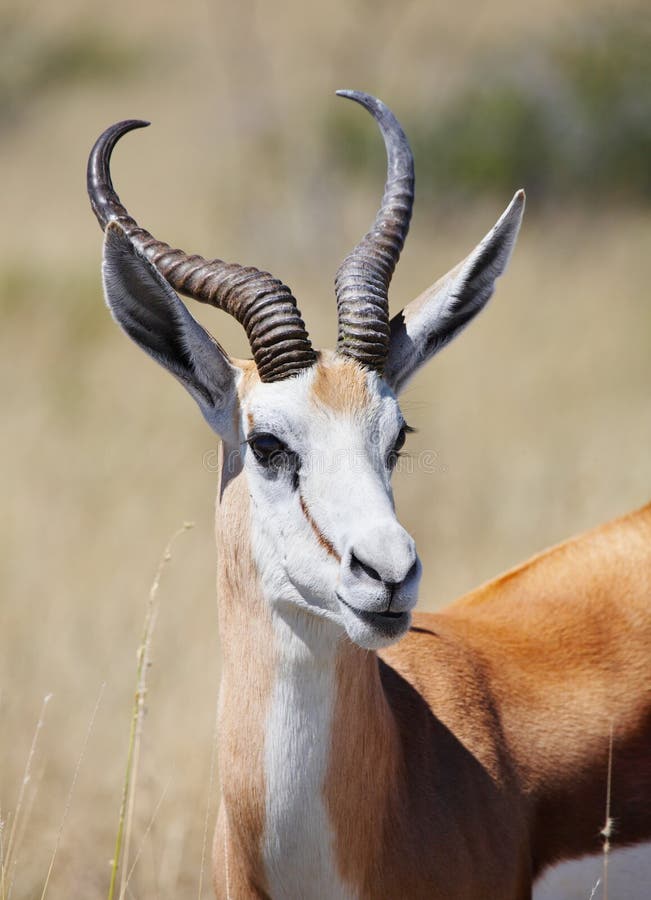 Blesbok antelope stock image. Image of bontebok, phillipsi - 11998831