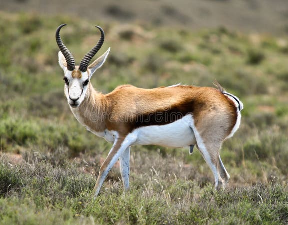 Male Springbok Showing Off Horns Stock Photo - Image of easterncape ...
