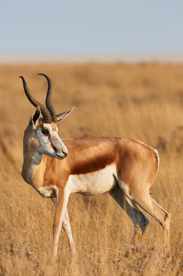 Springbok stock image. Image of bock, kalahari, africa - 5432407