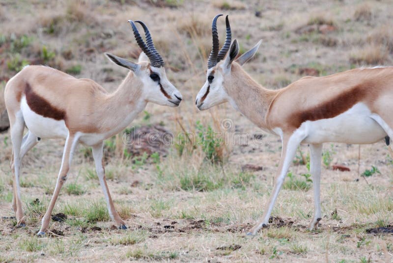 327 Gazelle Fighting Stock Photos - Free & Royalty-Free Stock Photos ...