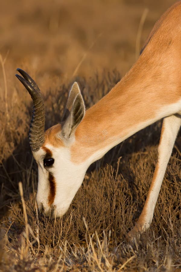 Male Springbuck/ Springbok Grazing Stock Photo - Image of nature ...