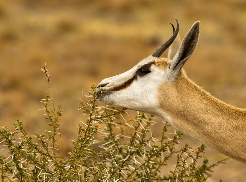 Male Springbuck/ Springbok Grazing Stock Photo - Image of horns, safari ...