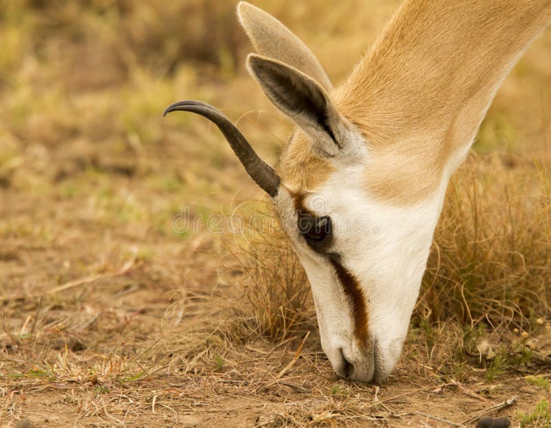 Male Springbuck/ Springbok Grazing Stock Photo - Image of nature ...