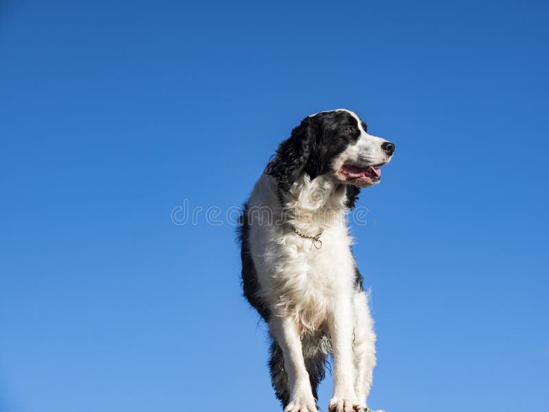 Male Springer Spaniel stock photo. Image of happy, staring - 66968966