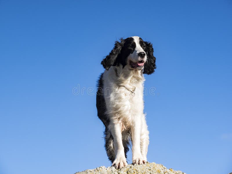 Male Springer Spaniel stock image. Image of mammal, canine - 66968993