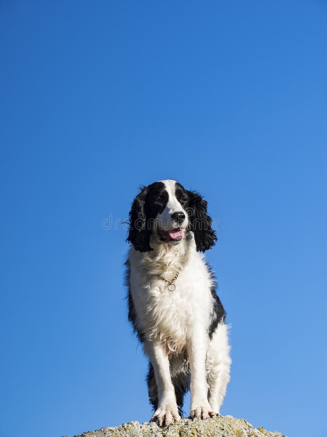 Male Springer Spaniel stock image. Image of outdoors - 66969305