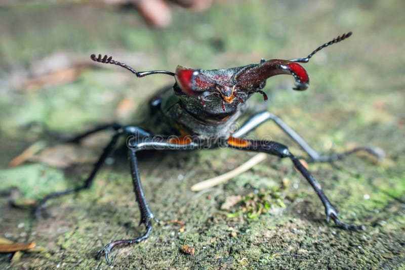Male Stag Beetle Lucanus Cervus Sitting on a Tree Stump in the Forest ...